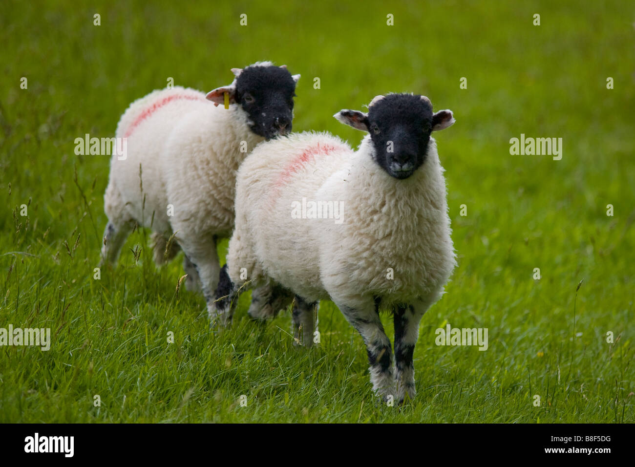 Branded sheep hi-res stock photography and images - Alamy