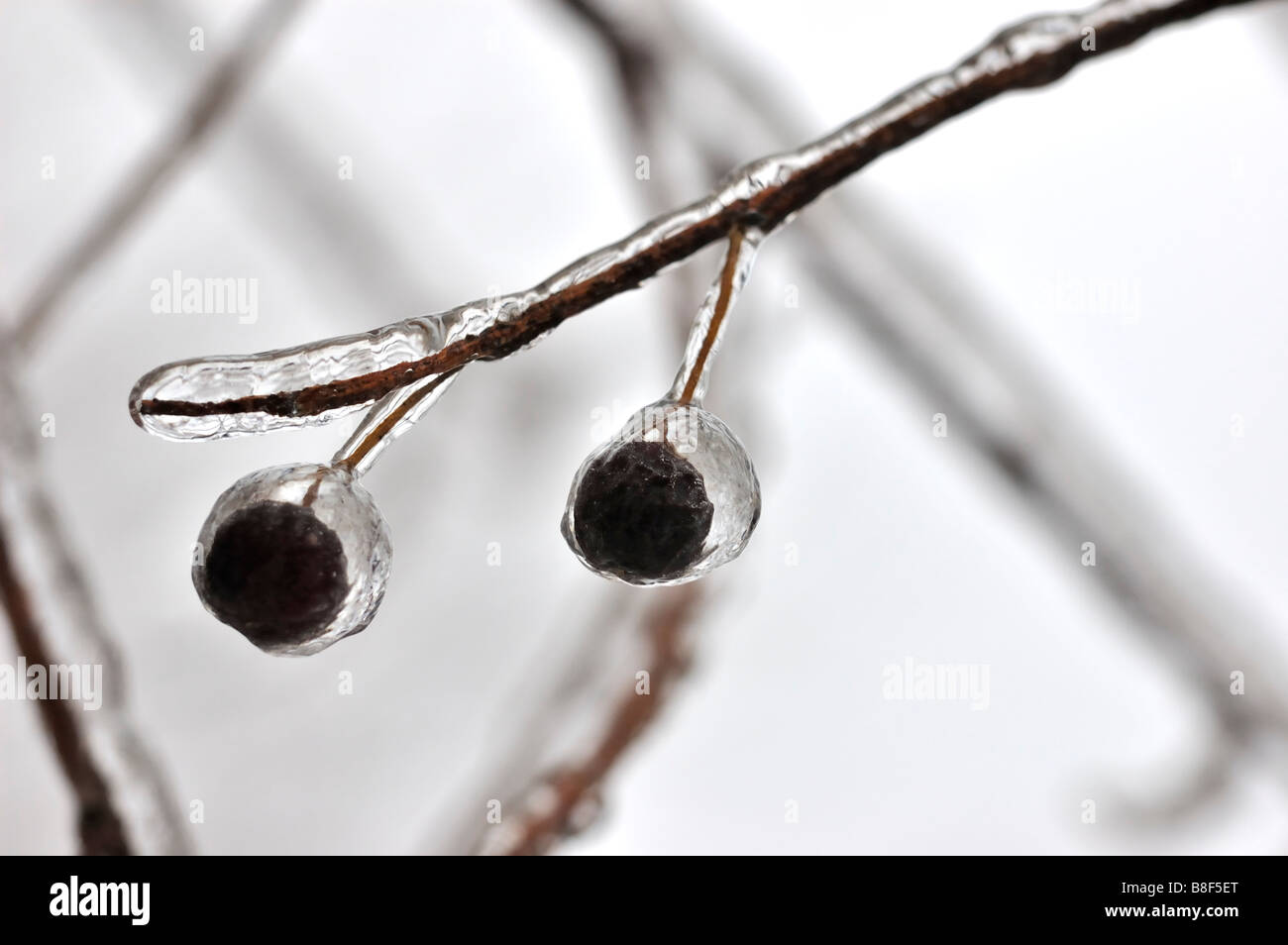 Ice encased trees hi-res stock photography and images - Alamy