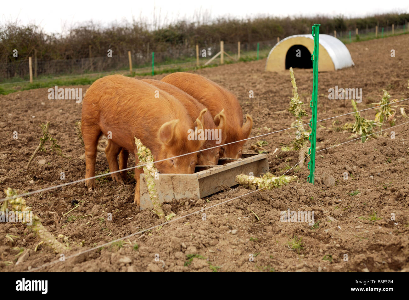 Pigs at the trough hi-res stock photography and images - Alamy