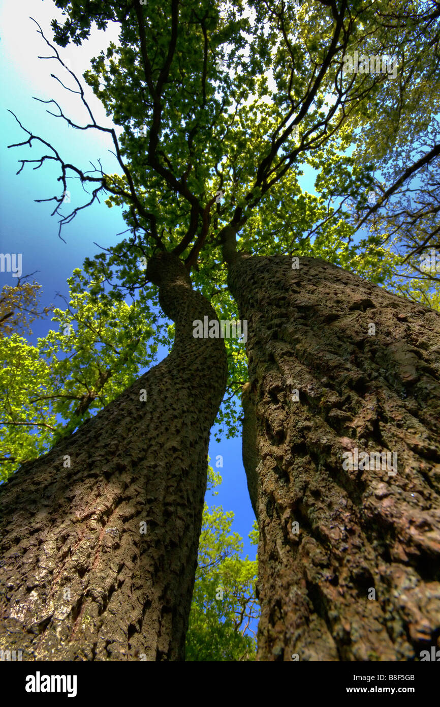 Trees tall hi-res stock photography and images - Alamy