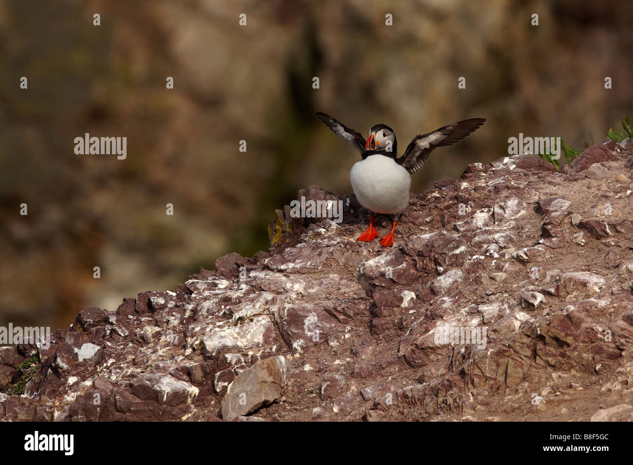 Alcidae bird hi-res stock photography and images - Alamy