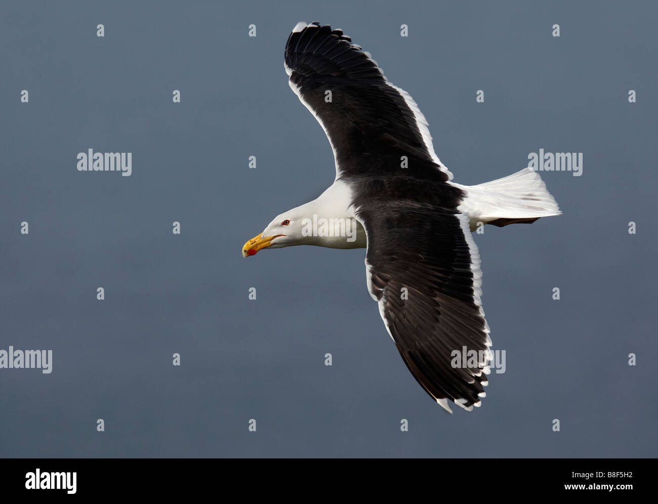 A Great black backed gull in flight Stock Photo - Alamy