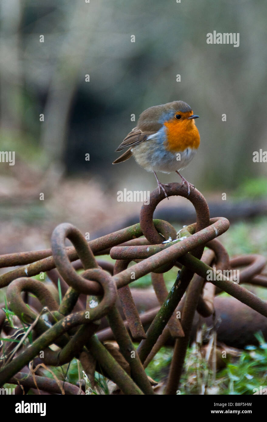 Robin on chains Stock Photo - Alamy