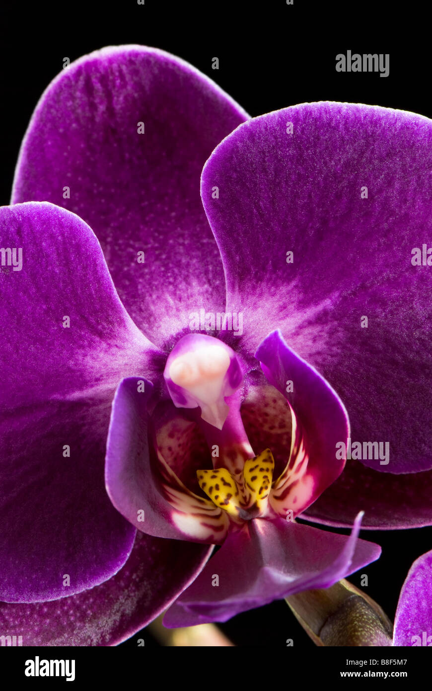 Close up of phalaenopsis moth orchid Stock Photo - Alamy
