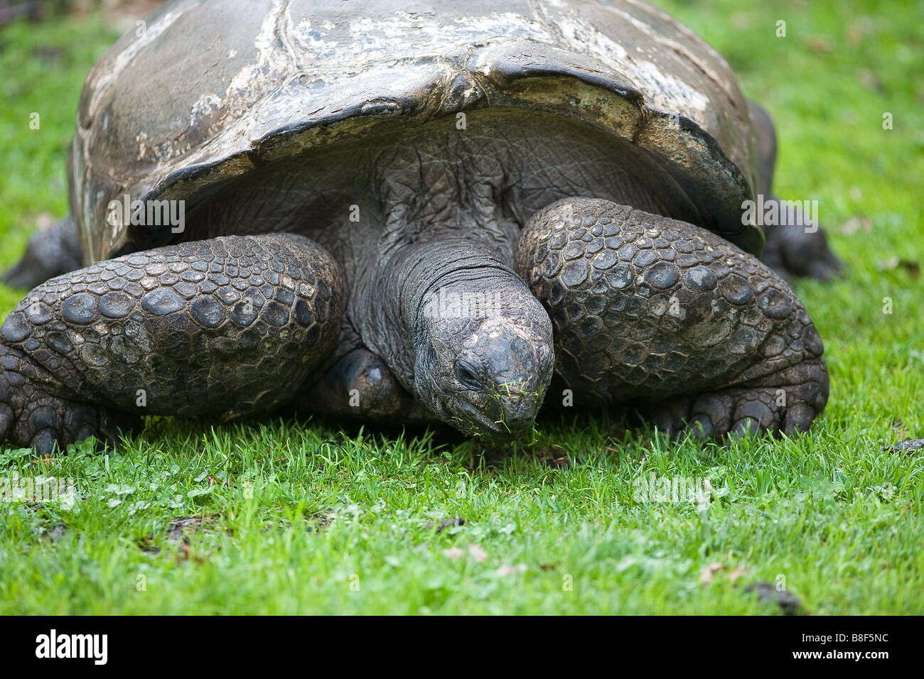 Slow turtle hi-res stock photography and images - Alamy