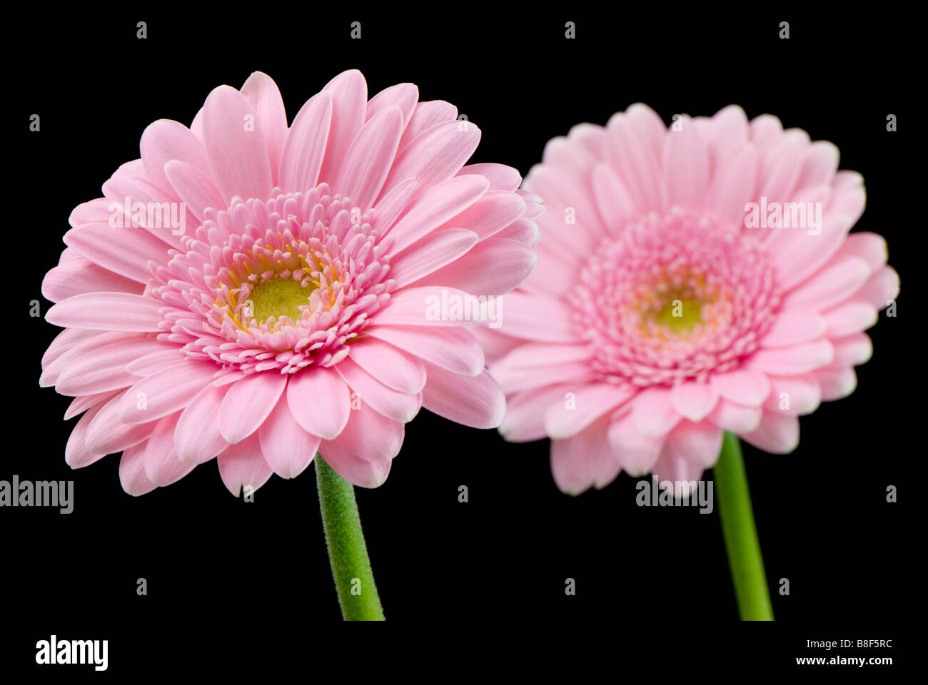 Two pink gerbera daisies hi-res stock photography and images - Alamy