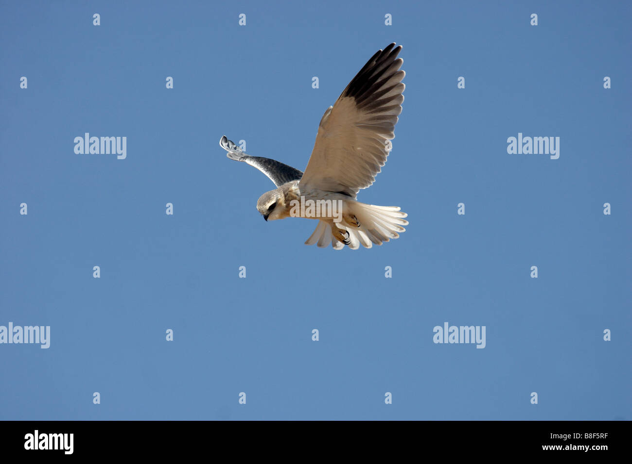 African black-shouldered kite (black-winged kite) - Wild Stock Photo ...