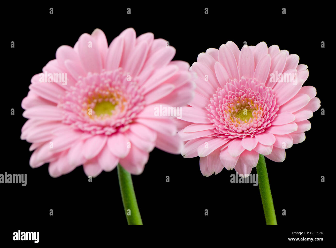 Two pink gerbera daisies hi-res stock photography and images - Alamy