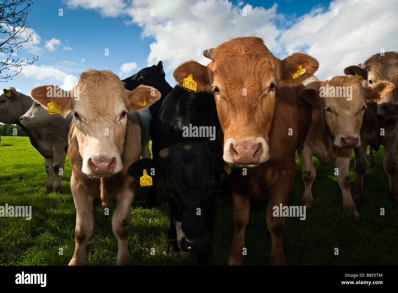 Yorkshire cows milk hi-res stock photography and images - Alamy