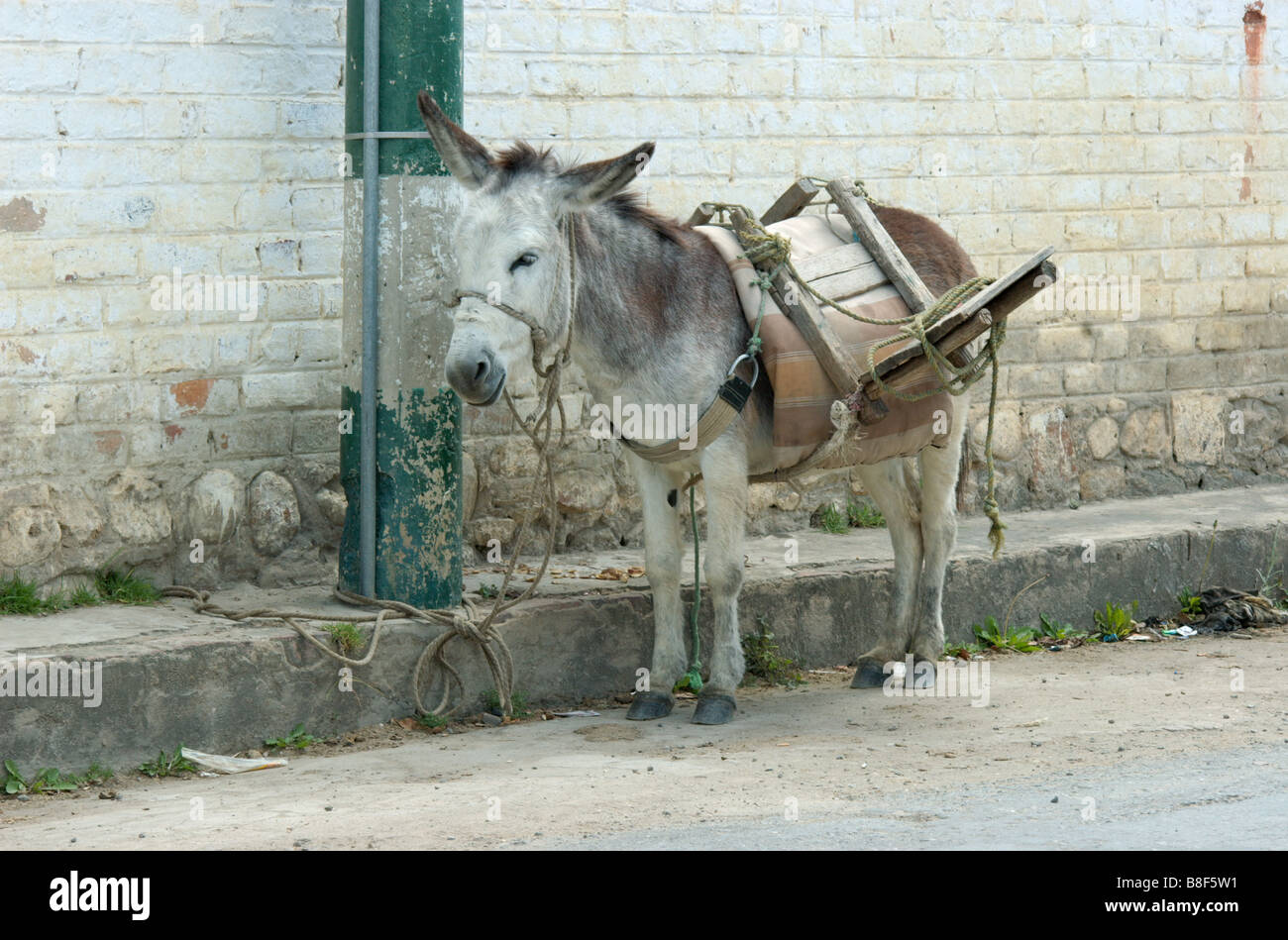 A burro tied to a post in the town of Iza, Colombia Stock Photo - Alamy