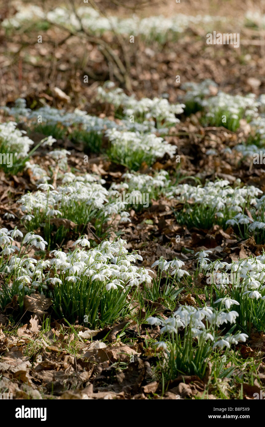 Snowdrops growing wild in woodland Stock Photo - Alamy