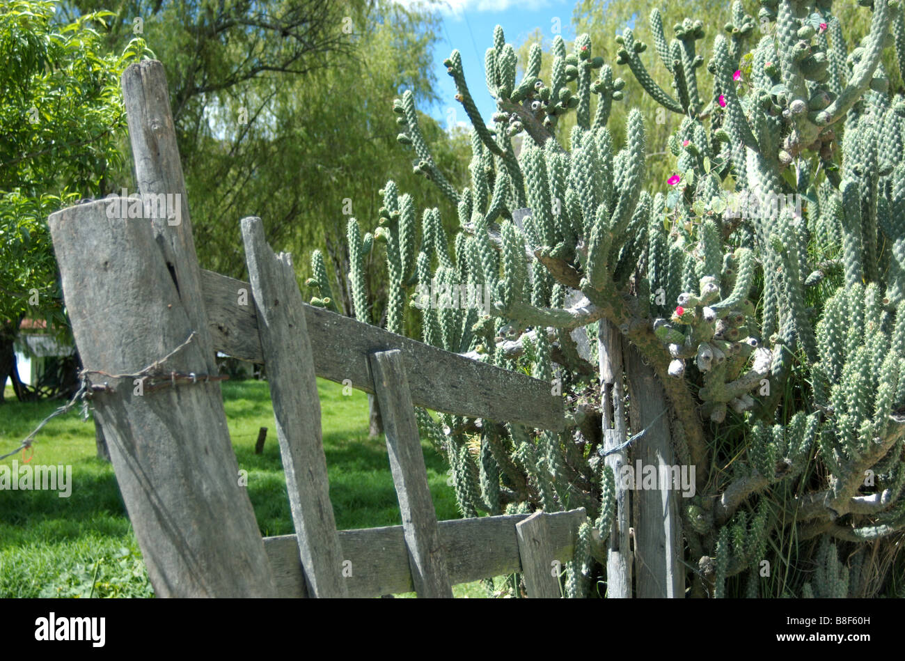 A wooden fence and cacti in the town of Iza, Colombia Stock Photo - Alamy