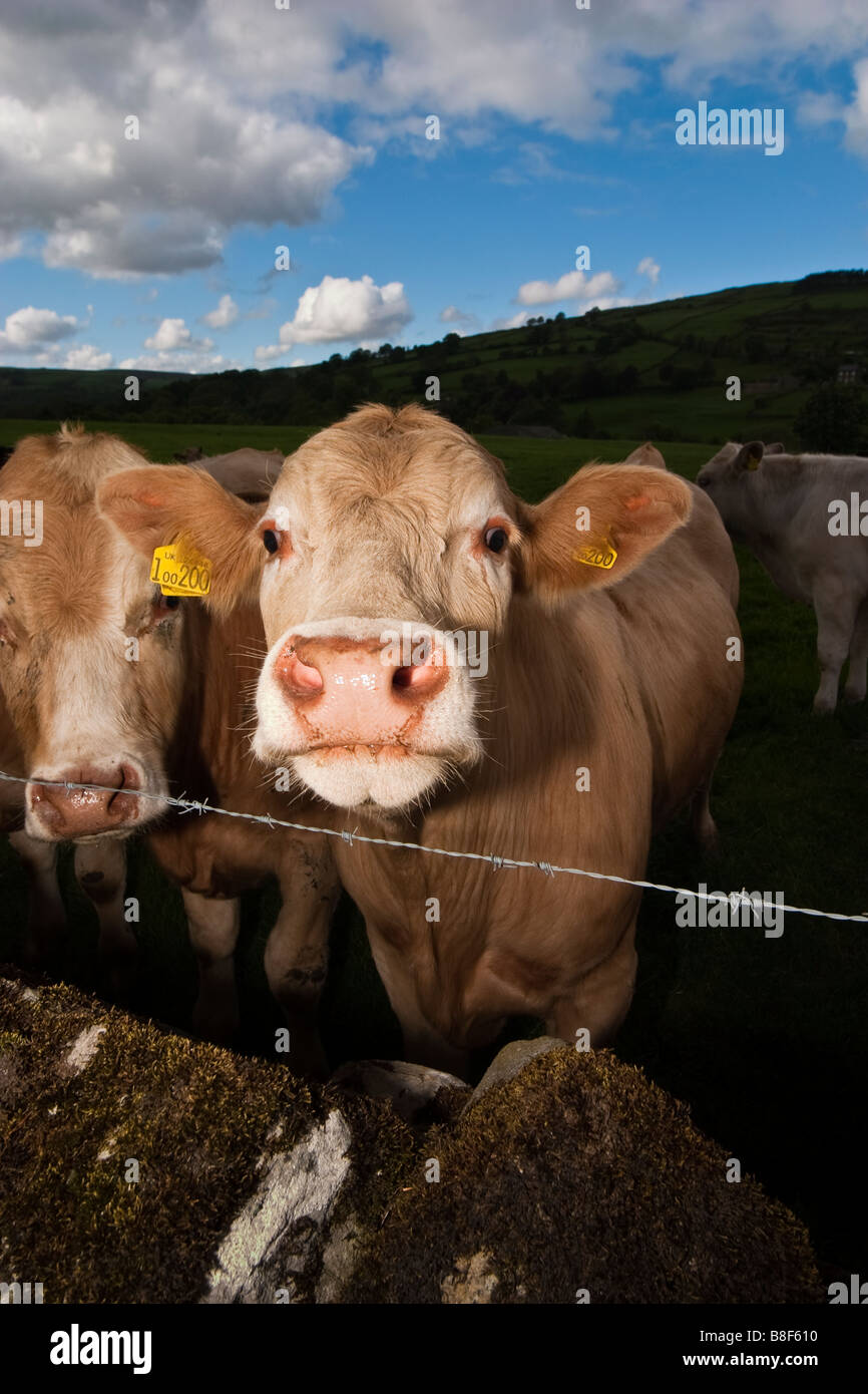 COWS IN A FARMERS FIELD IN YORKSHIRE, ENGLAND Stock Photo - Alamy