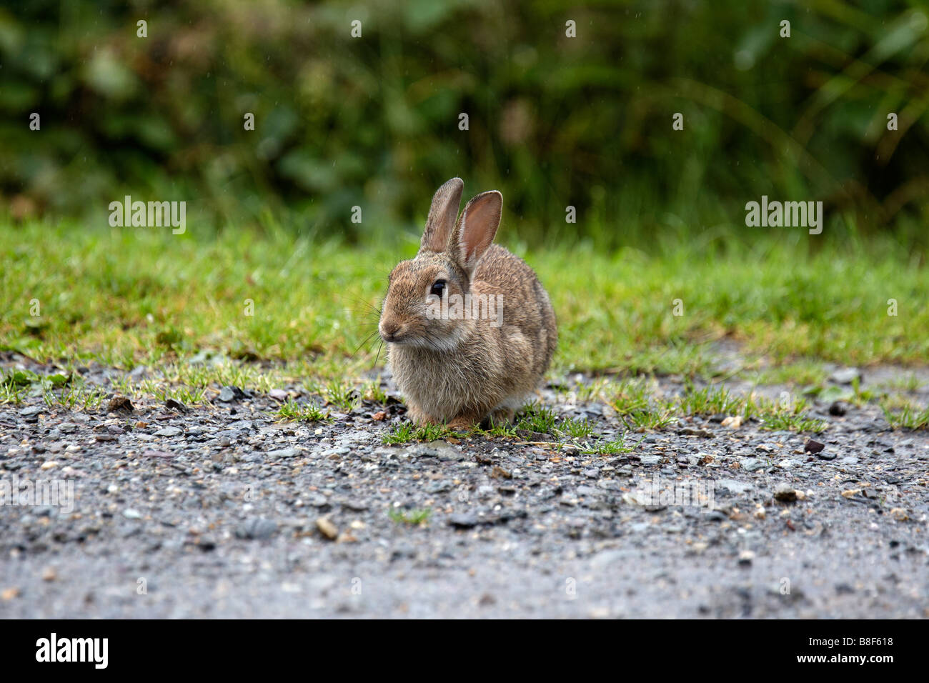 Rabbit at the edge of the forest hi-res stock photography and images ...