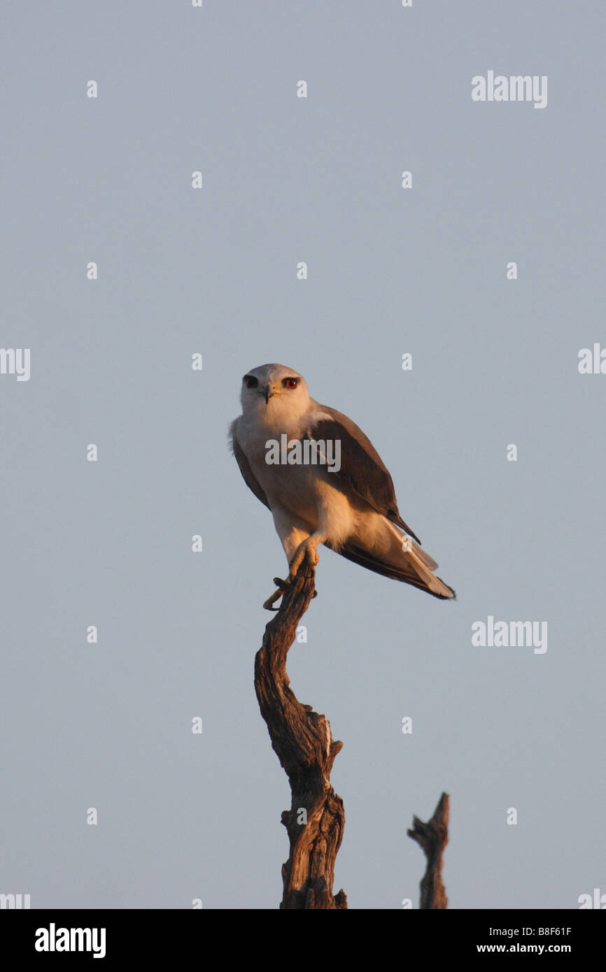 African black-shouldered kite (black-winged kite) - Wild Stock Photo ...