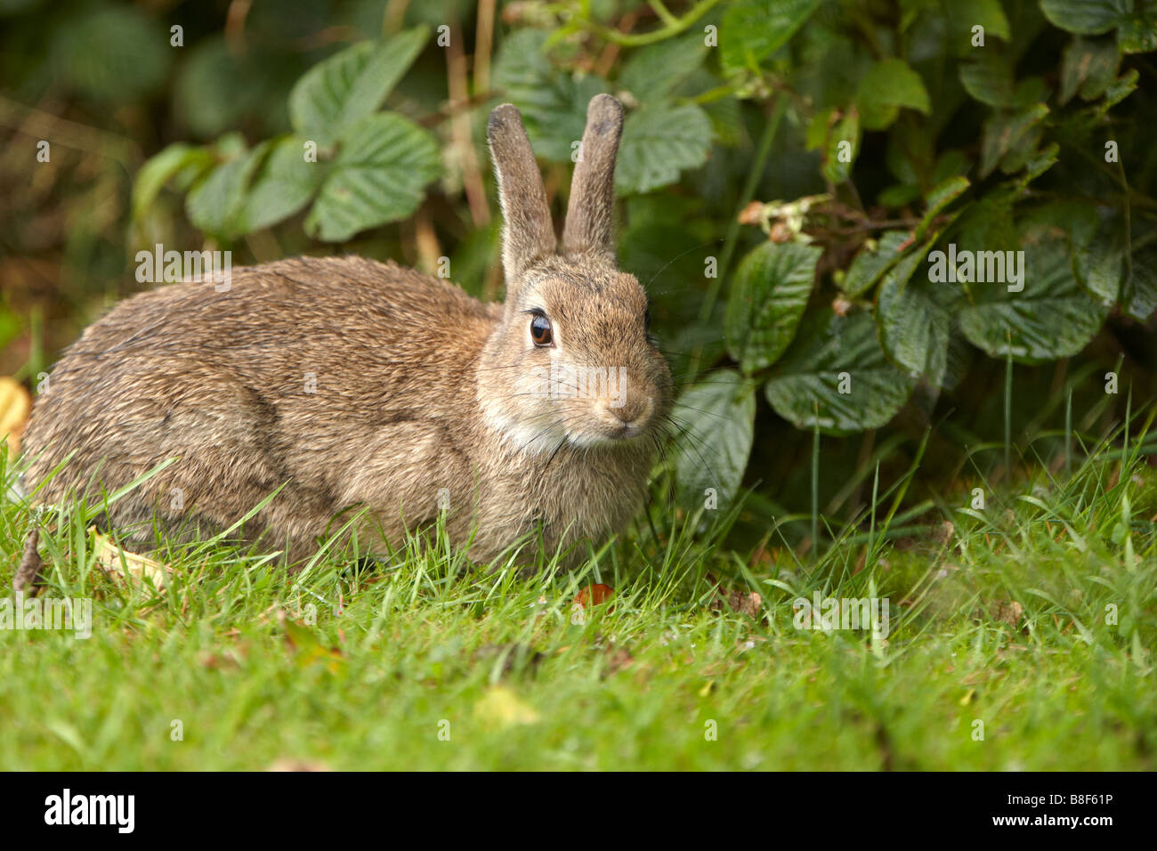 Rabbit at the edge of the forest hi-res stock photography and images ...