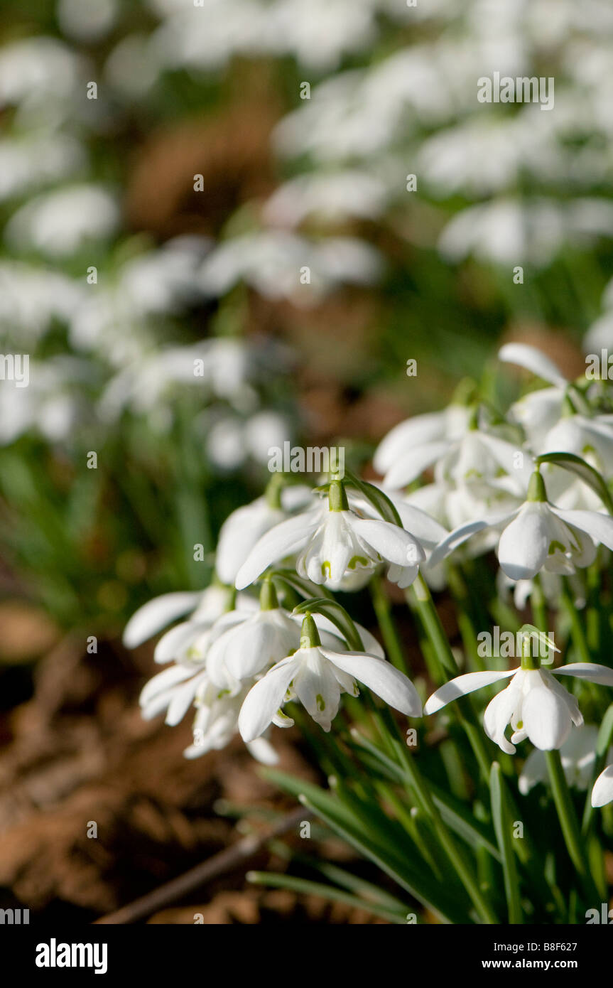 Clump of flowering snowdrops on a sunny day Stock Photo - Alamy