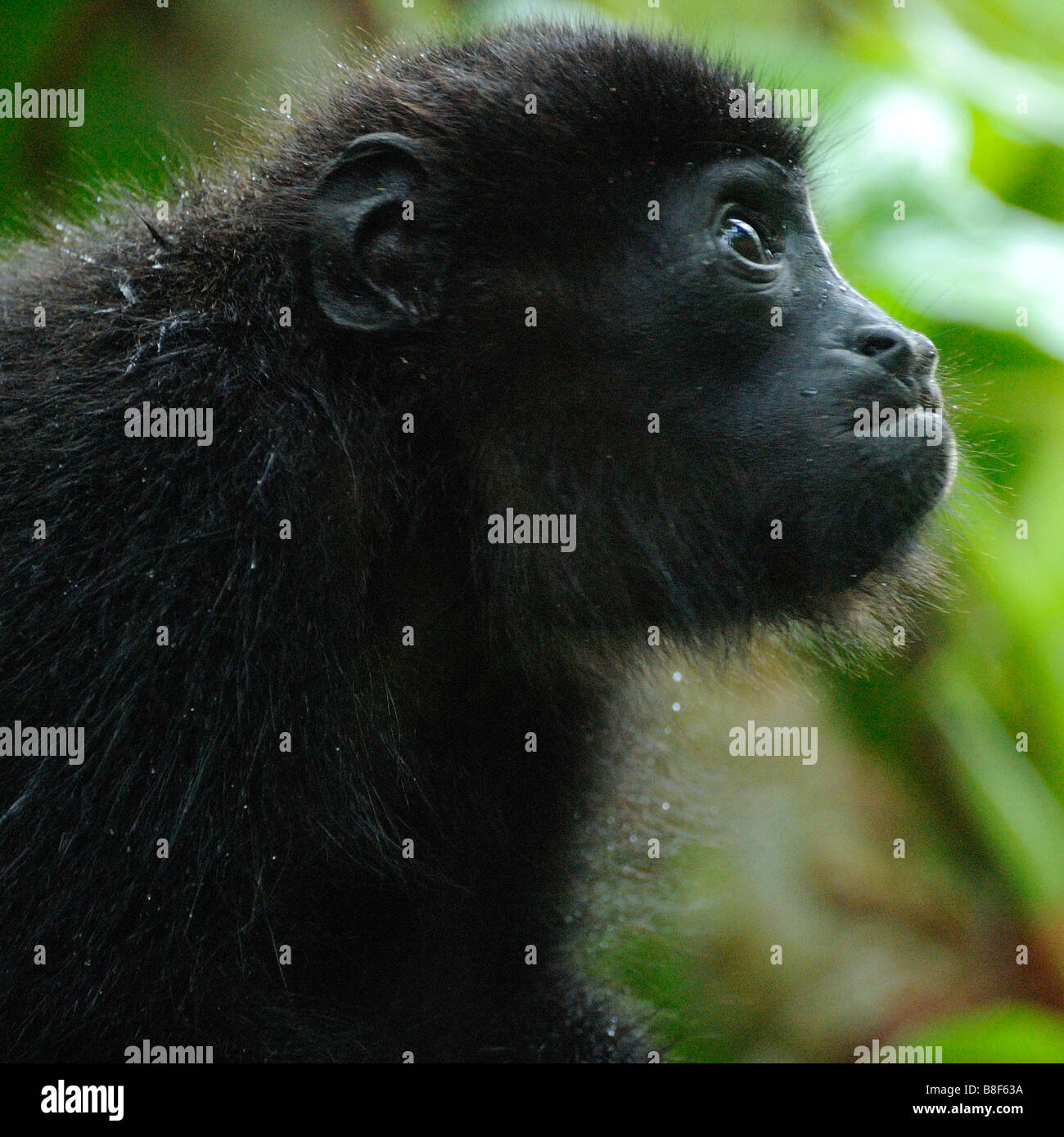 Mantled Howler Monkey Stock Photo - Alamy