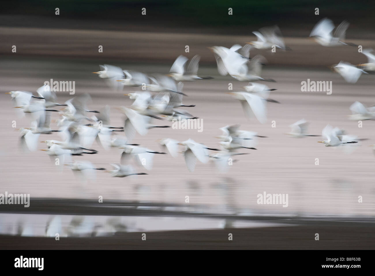 Flying intermediate egret hi-res stock photography and images - Alamy