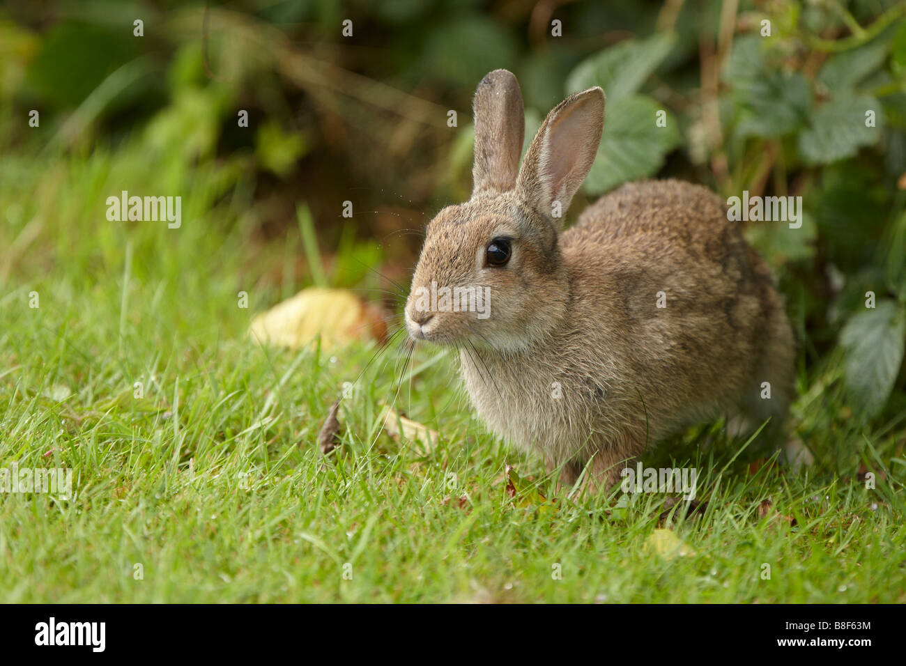 An irish rabbit on the edge of a grass verge Stock Photo - Alamy