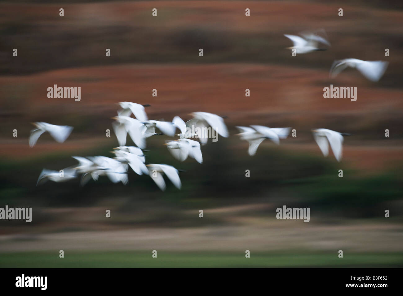 Intermediate egrets flying hi-res stock photography and images - Alamy