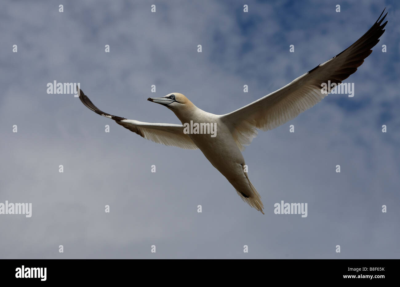 Blue gannet landing sea in flight hi-res stock photography and images ...
