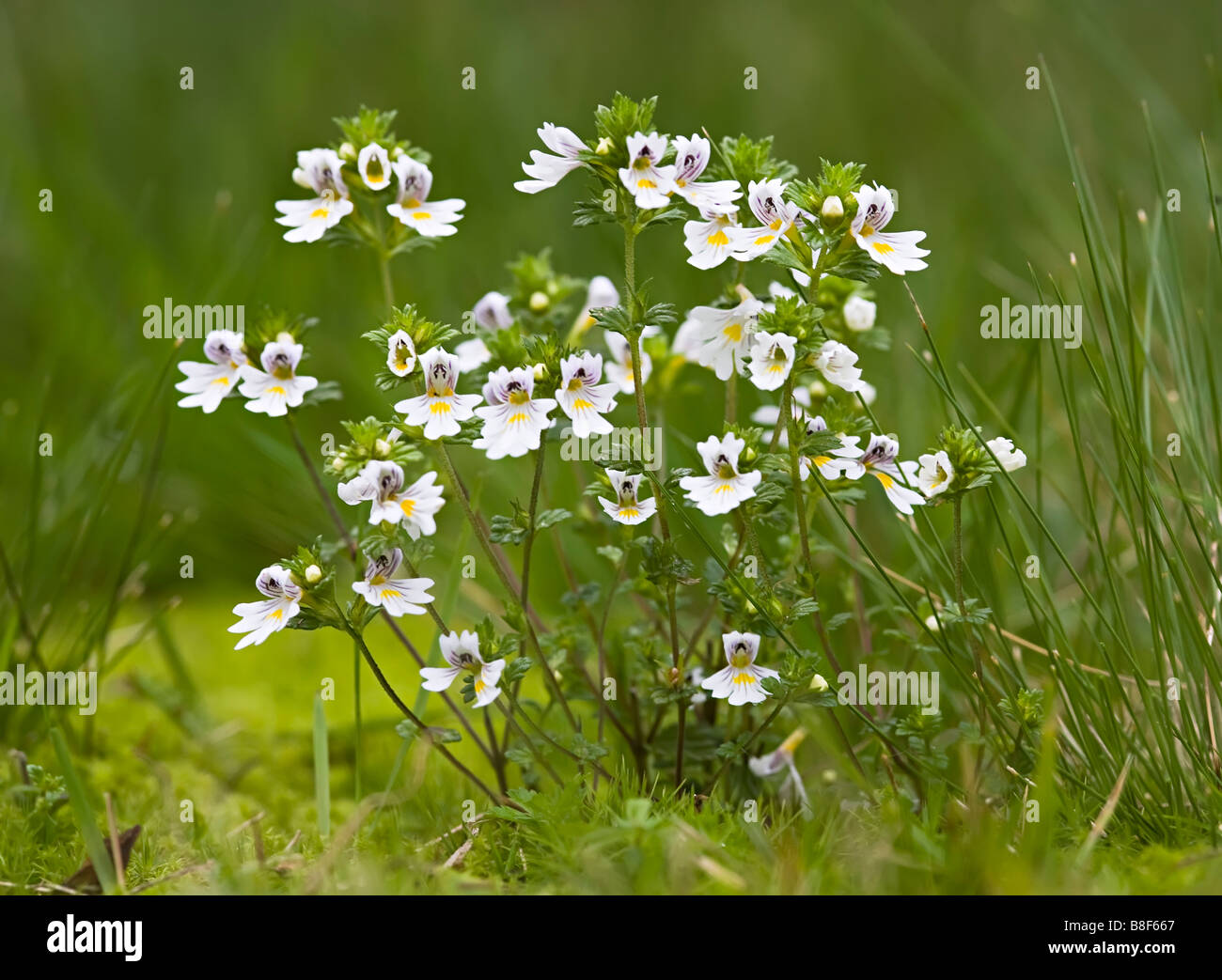 Eyebright Euphrasia officinalis wildflower Bavaria Germany Stock Photo ...