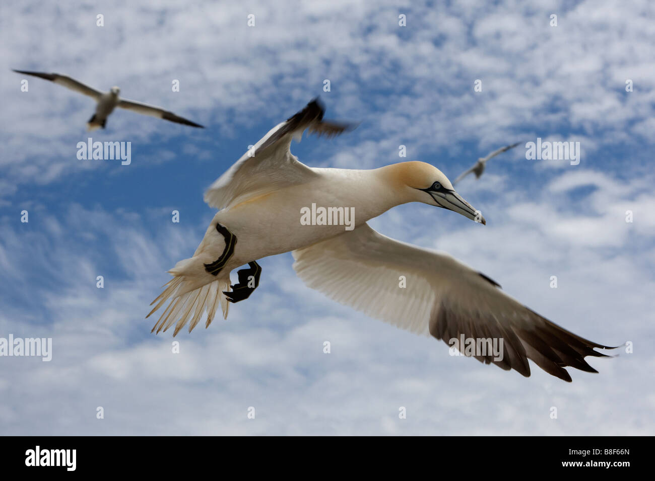 Blue gannet landing sea in flight hi-res stock photography and images ...