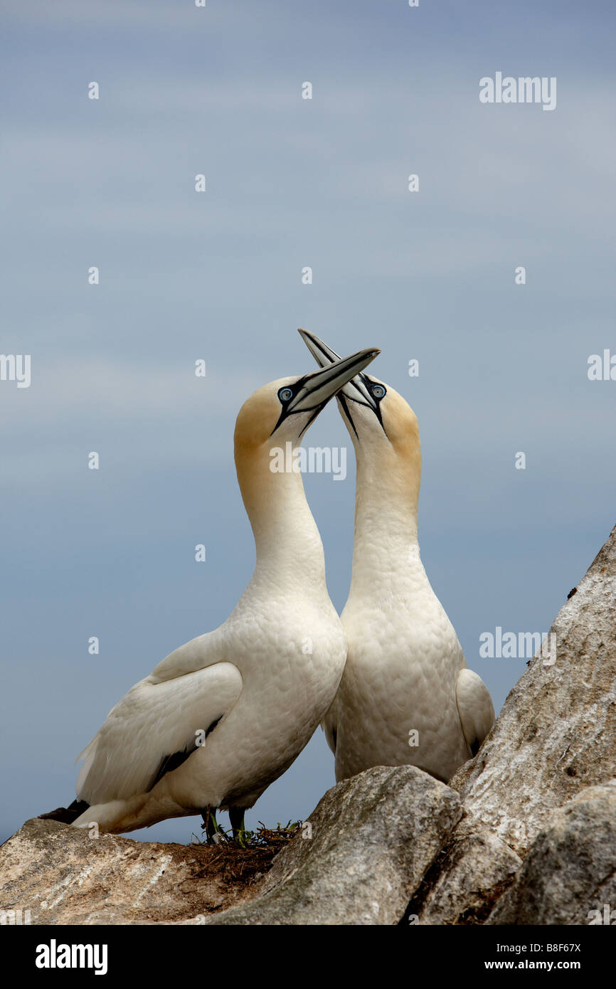 Mating pose hi-res stock photography and images - Alamy