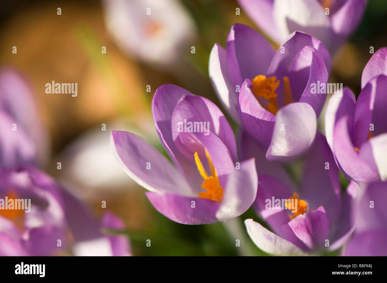 Shades of pink group hi-res stock photography and images - Alamy