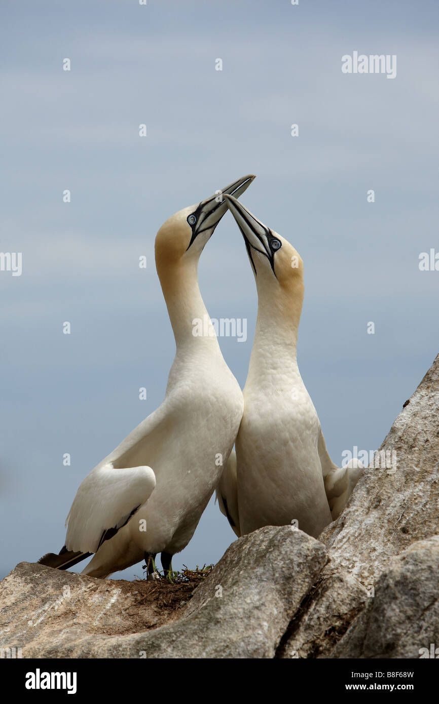 Mating pose hi-res stock photography and images - Alamy
