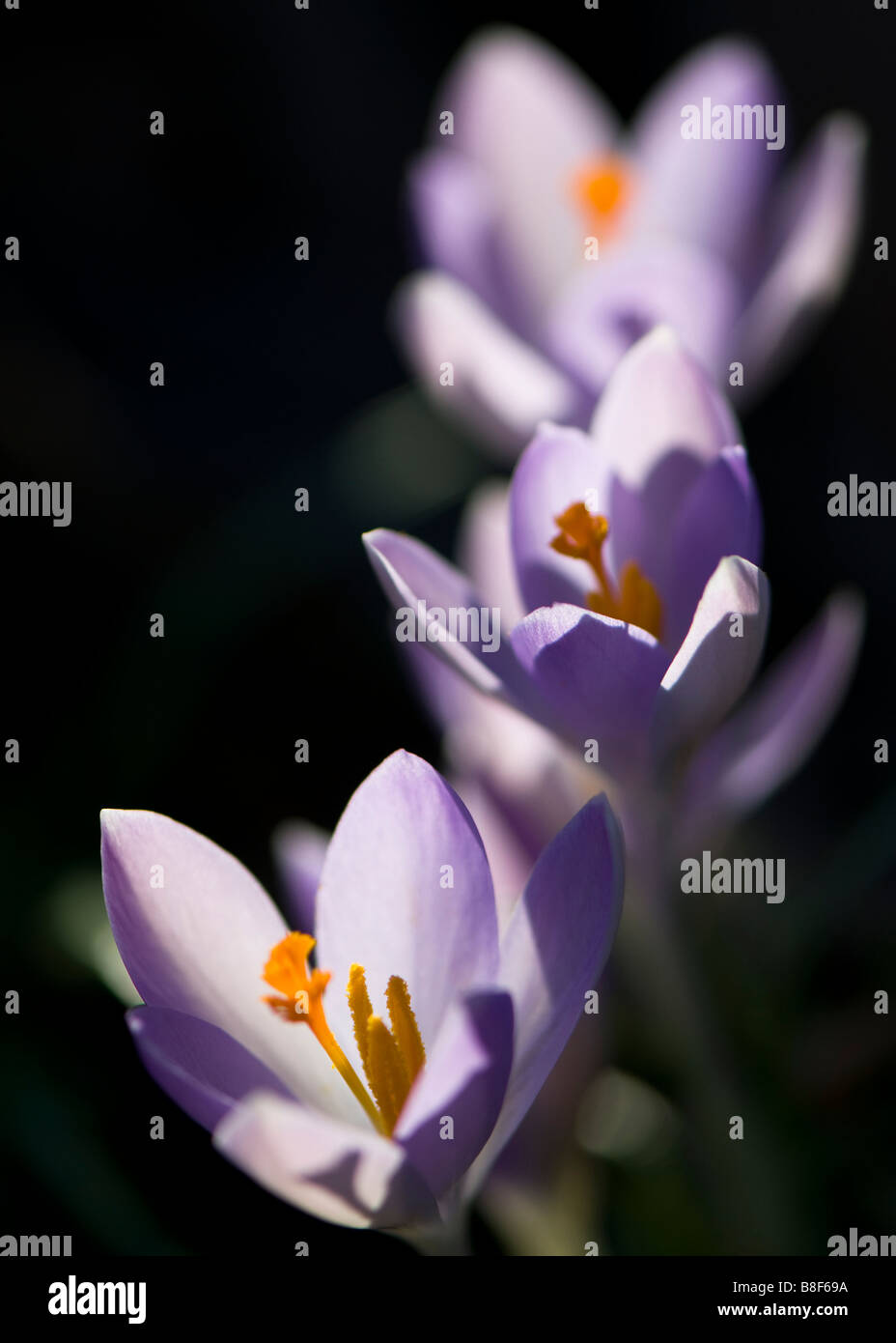Crocuses winter hi-res stock photography and images - Alamy