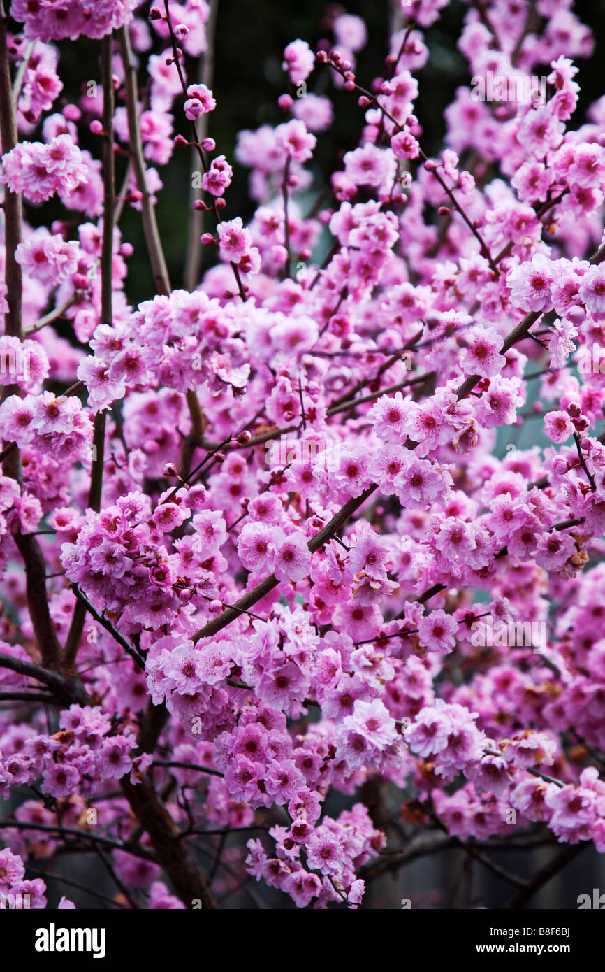 flowering plum tree Stock Photo - Alamy