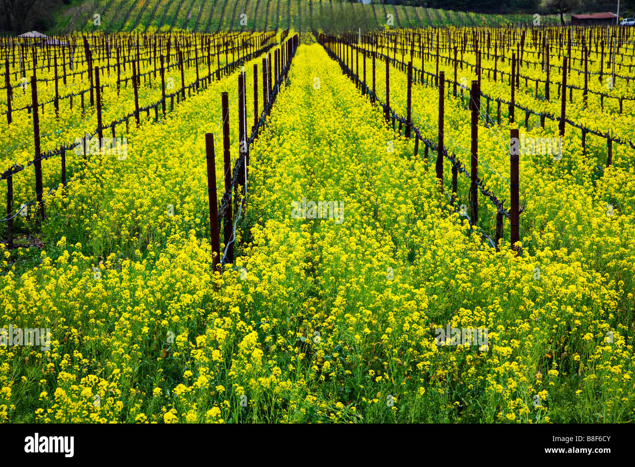Mustard flower vineyard hi-res stock photography and images - Alamy