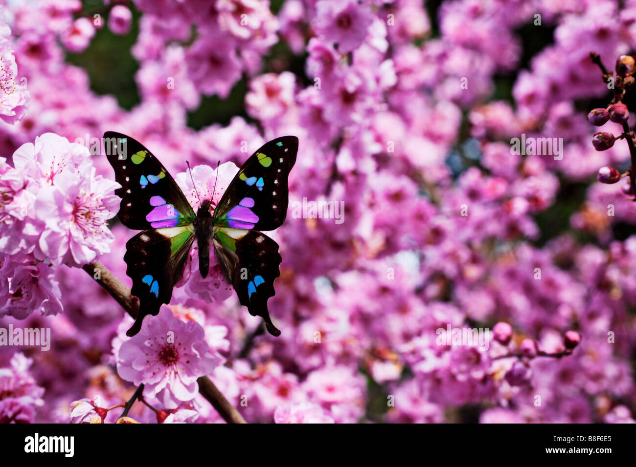 Butterfly flight pattern hi-res stock photography and images - Alamy