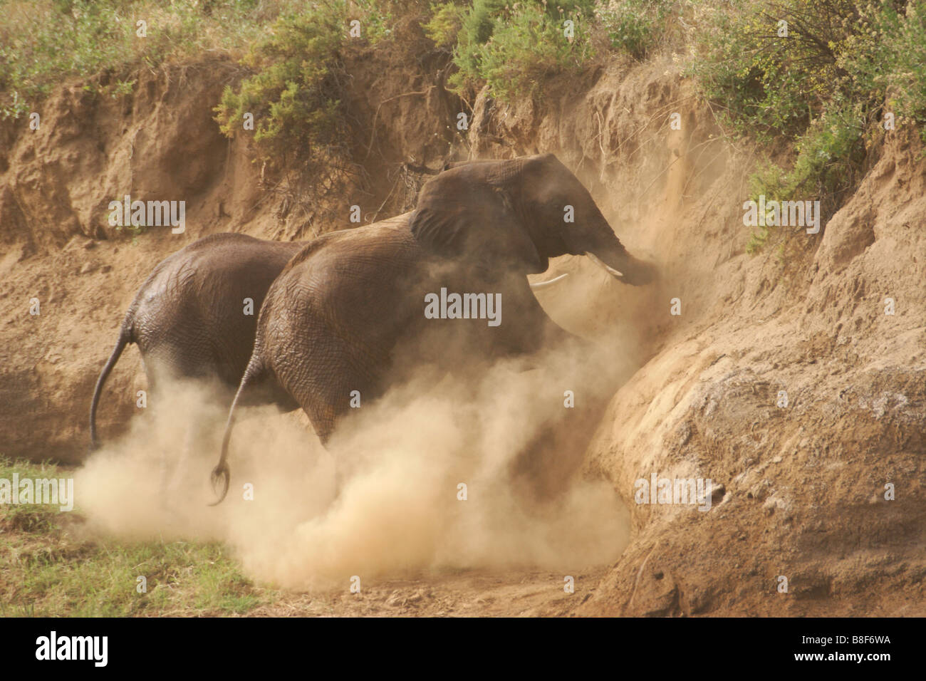 Africa african elephant kenya kenyan mammal mammals nature samburu ...