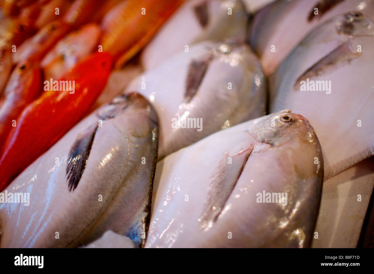 Fresh raw fish in rows on display at a market stall Stock Photo - Alamy