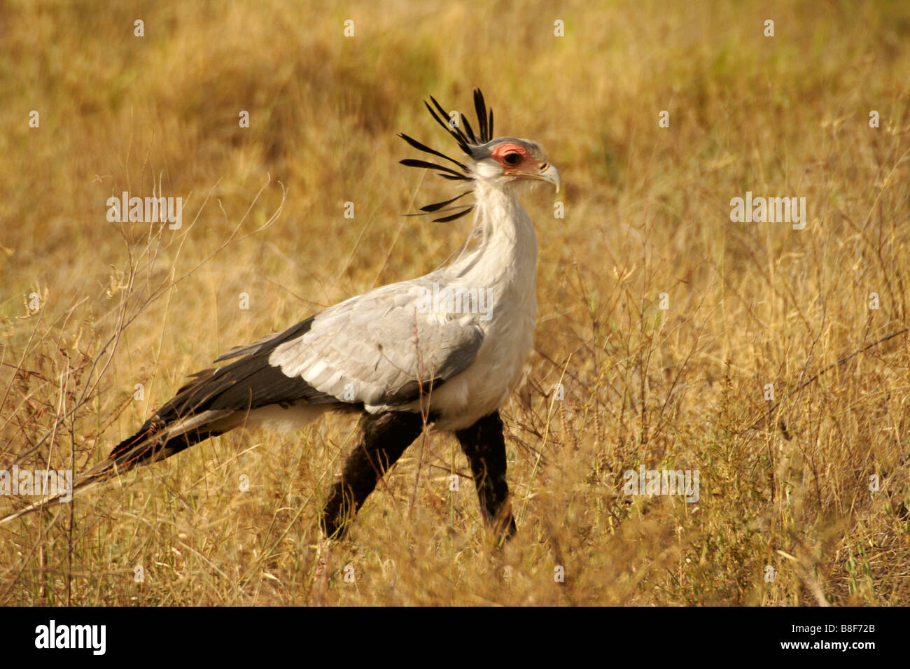 Secretary bird walking through grass, Masai Mara, Kenya Stock Photo - Alamy