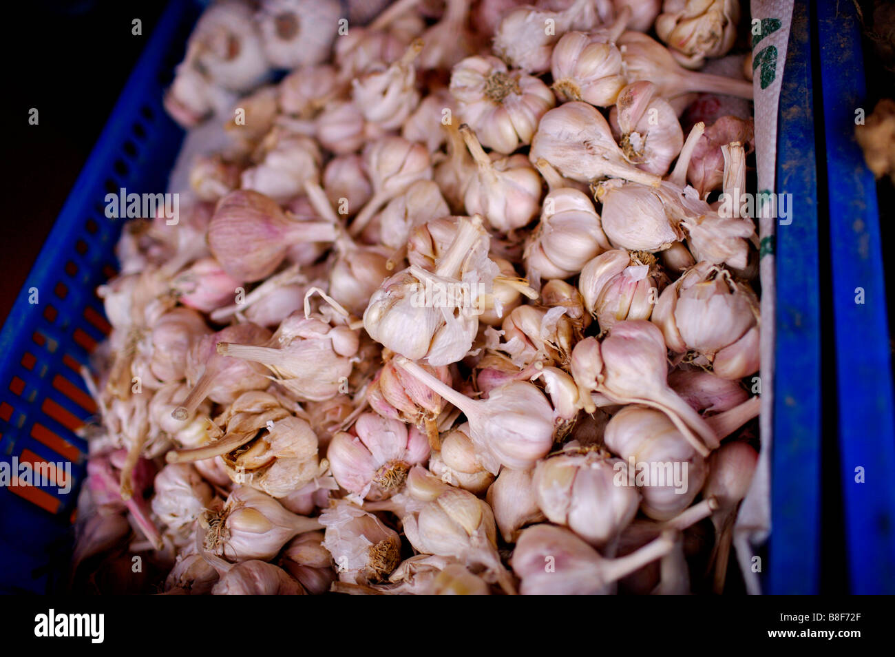 Balls of garlic held in a blue plastic basket on display Stock Photo ...