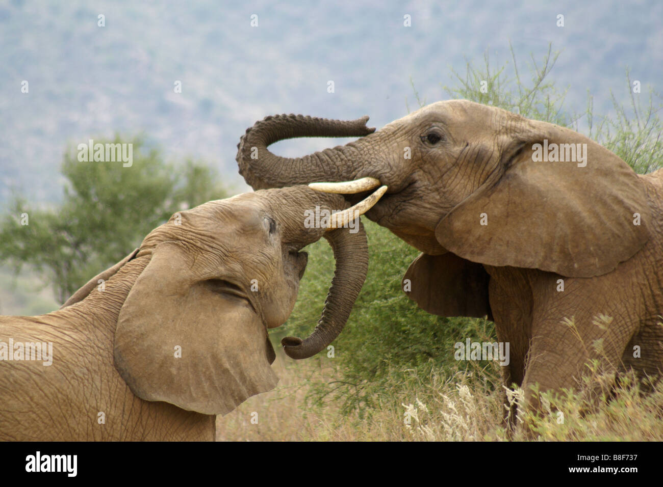 Elephants fighting hi-res stock photography and images - Alamy