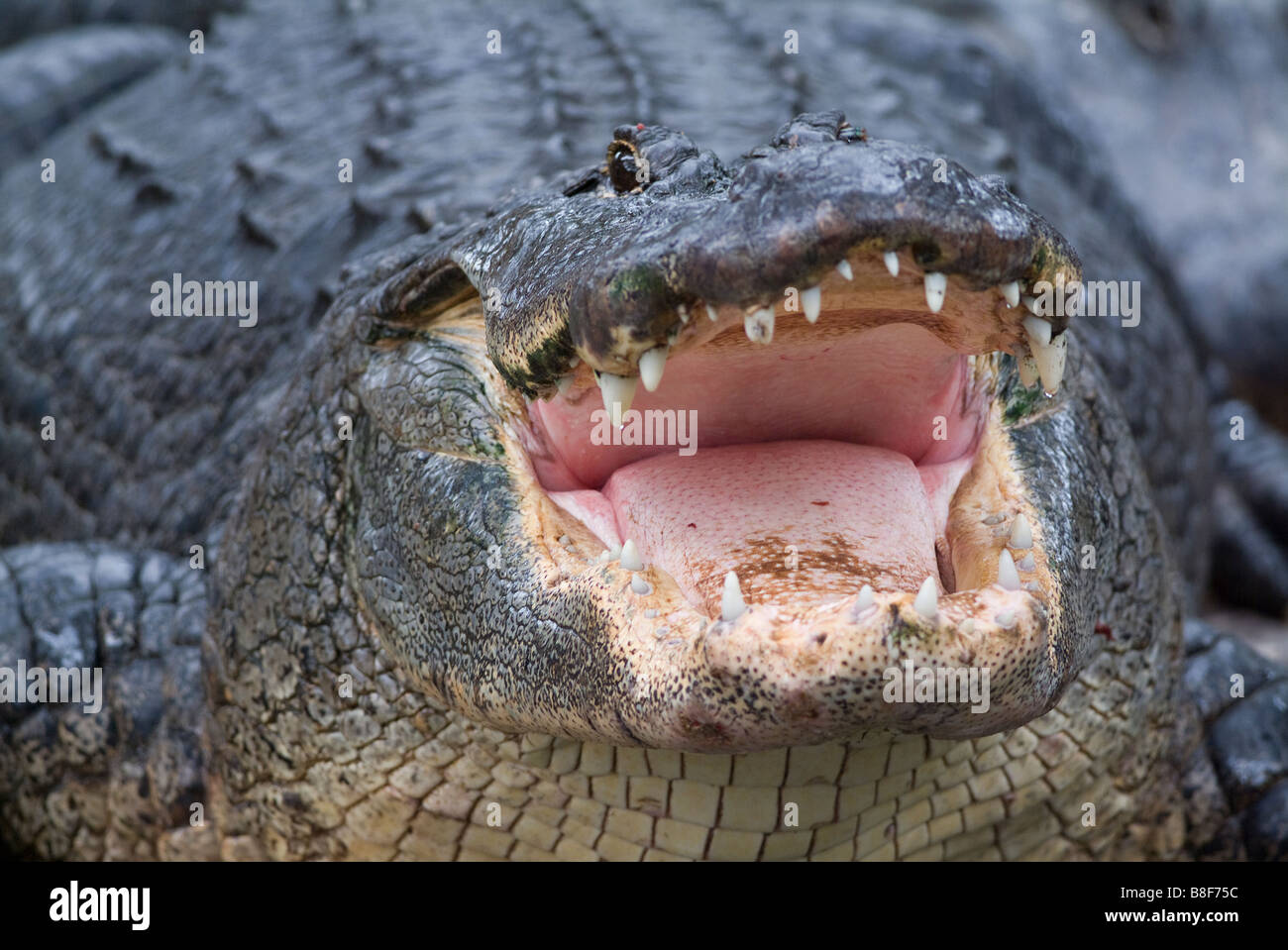American Alligator Alligator mississippiensis showing teeth Florida ...