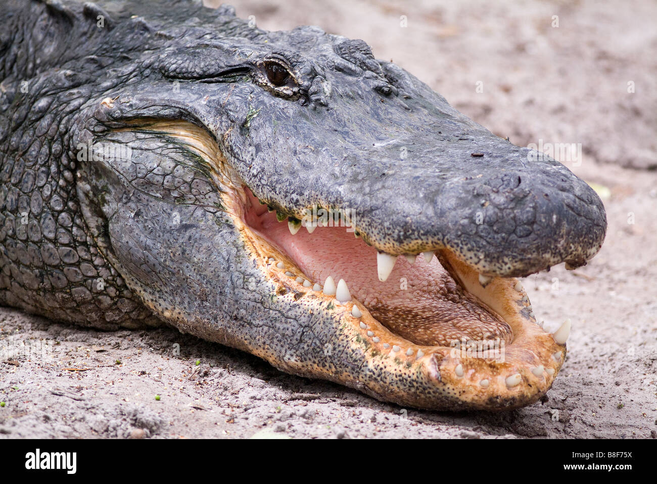 American Alligator Alligator mississippiensis with mouth open showing ...