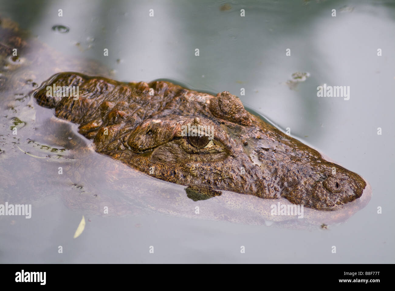 Broad snouted caiman hi-res stock photography and images - Alamy