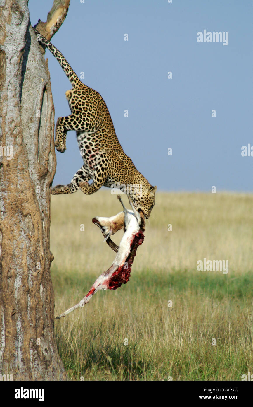 Leopard jumping tree hi-res stock photography and images - Alamy