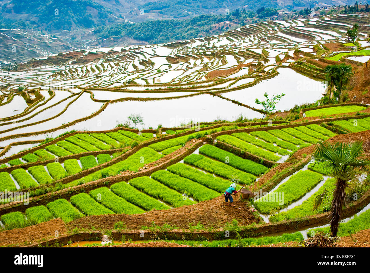 Asia, China, Yunnan Province, Honghe County. Hani woman works in ...
