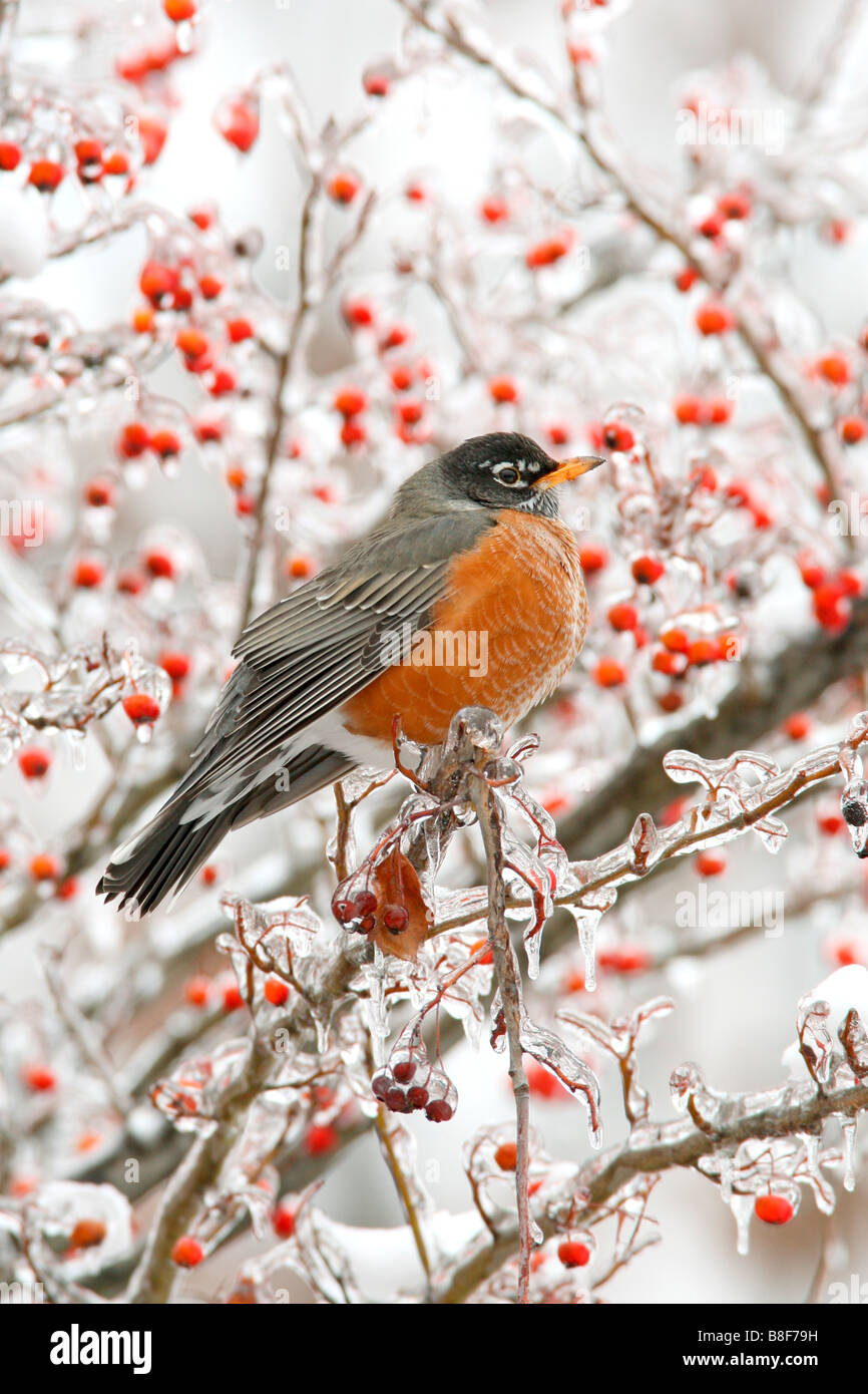 Robin in snow hi-res stock photography and images - Alamy