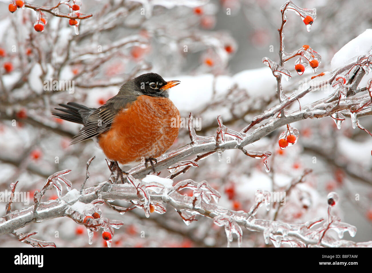 American robins snow hi-res stock photography and images - Alamy