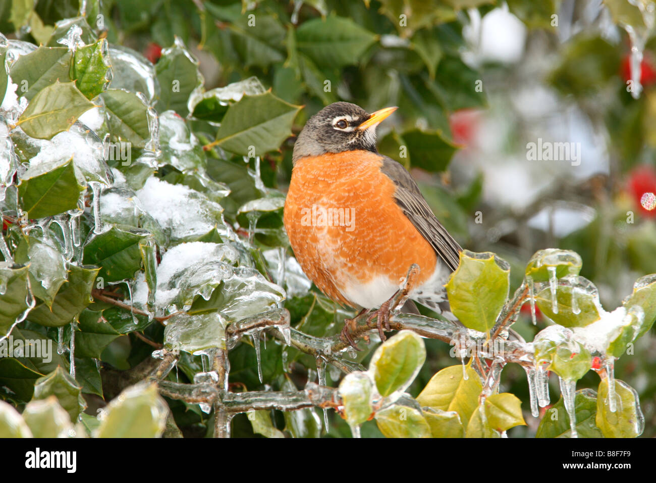 Robin in holly tree hi-res stock photography and images - Alamy