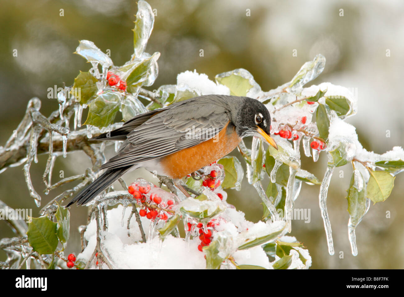 Robin And Holly High Resolution Stock Photography and Images - Alamy