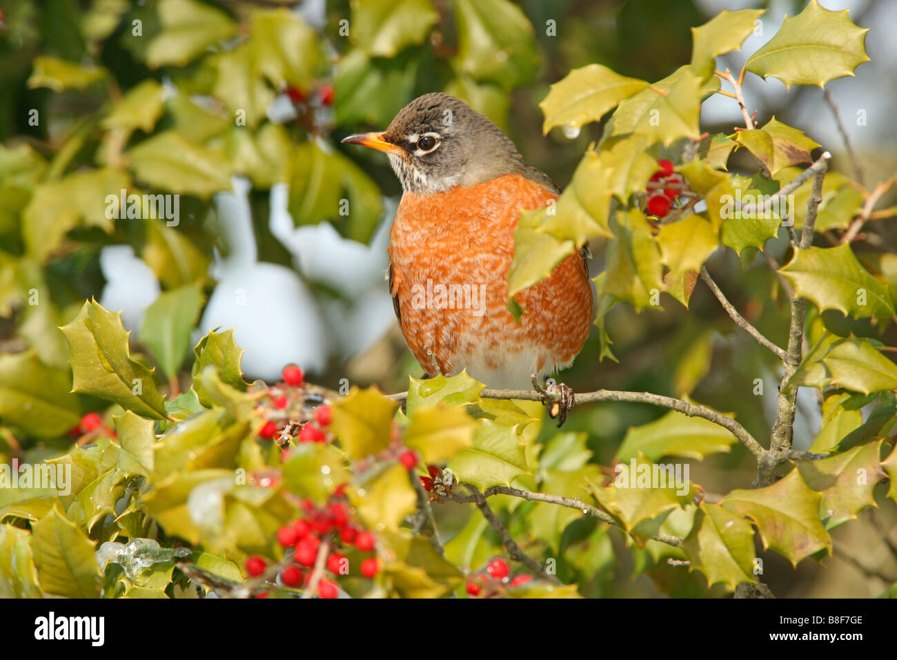 American Robin Perched in Holly Tree Stock Photo - Alamy
